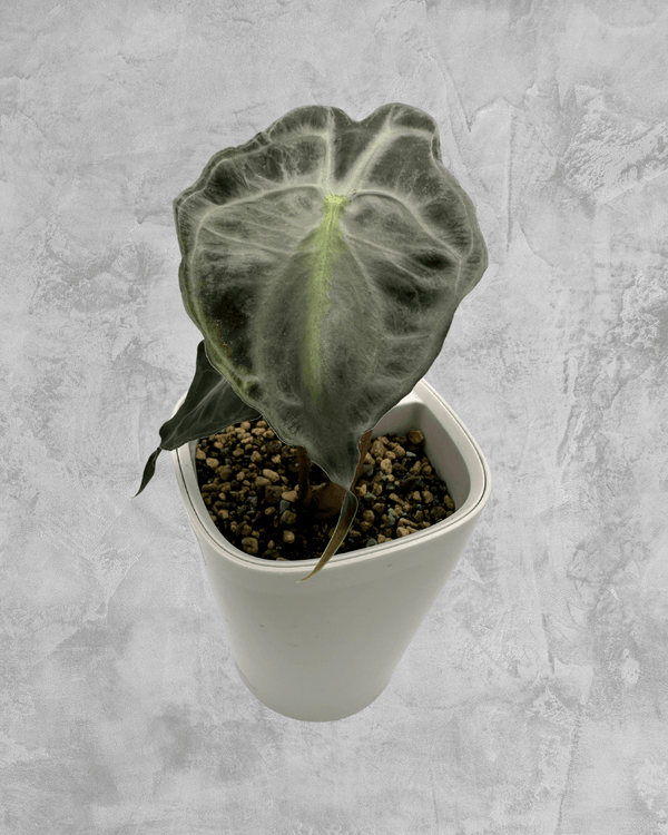 Alocasia Venom – Rare Dark Foliage Indoor Plant – The Alocasia Company