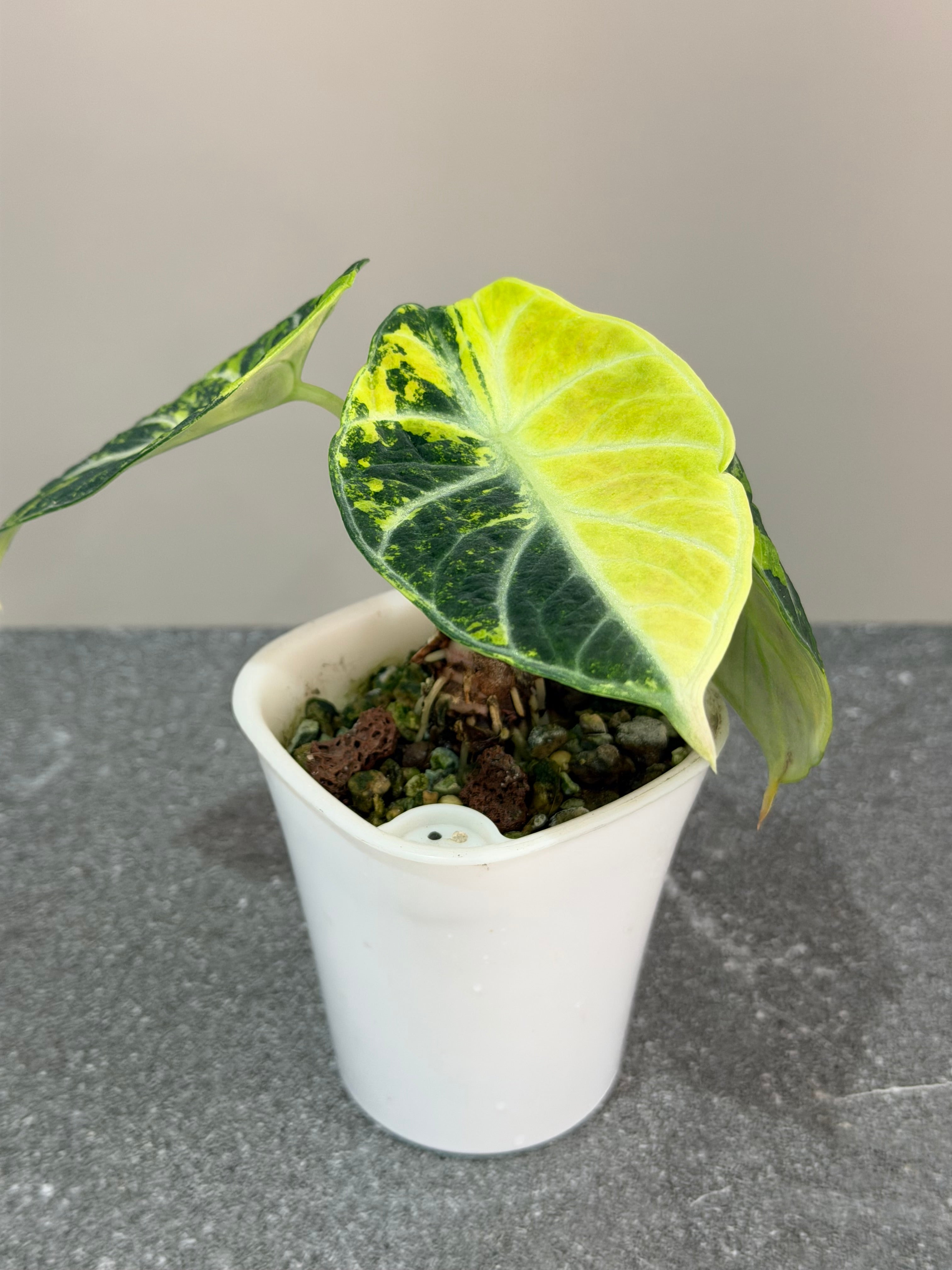 Rare Alocasia Ninja Aurea Splash Variegated Indoor Plant – The Alocasia ...